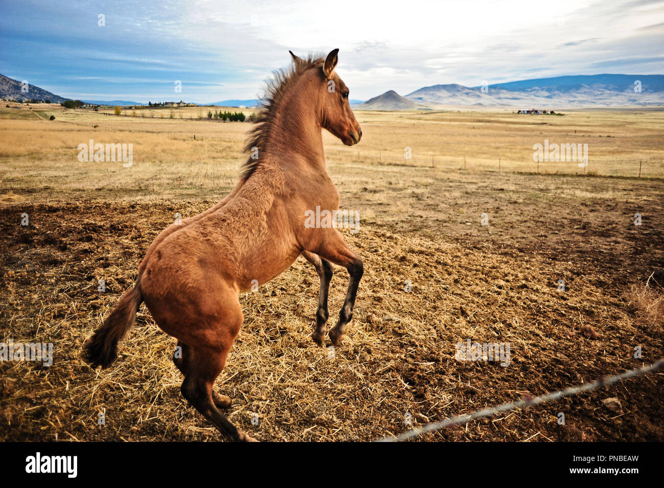 Cavalli Silhouette Immagini e Fotos Stock - Alamy
