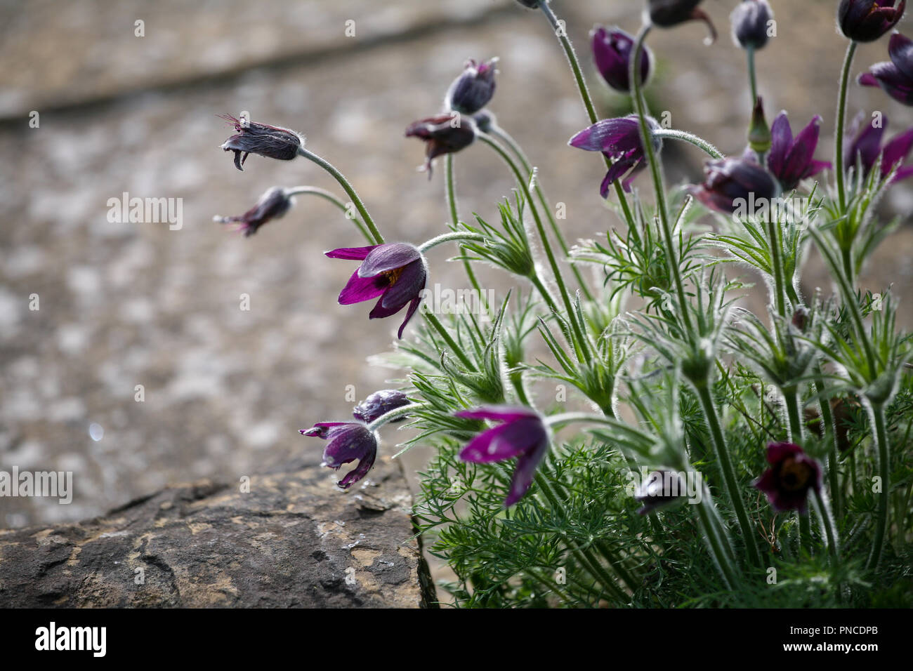 Pulsatilla vulgaris rubra immagini e fotografie stock ad alta ...
