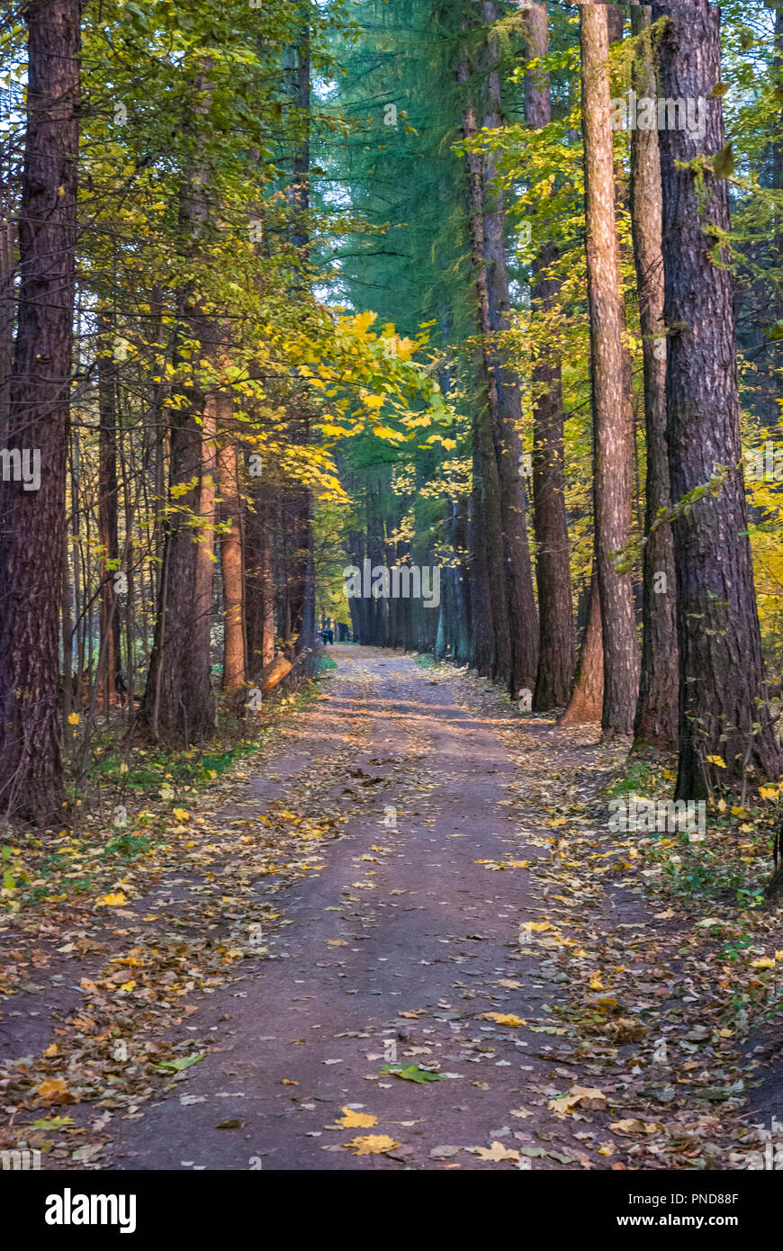 Sentiero alberi alberi piante nel ramo del parco immagini e fotografie ...