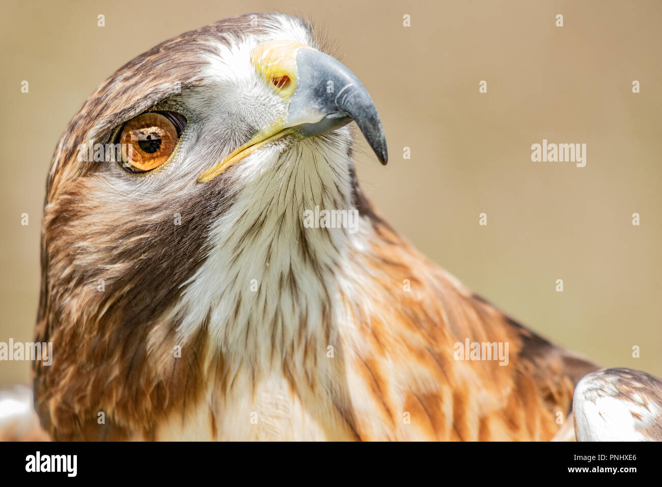 Dettaglio di occhio arancione e iris di un rosso-tailed hawk (Buteo ...