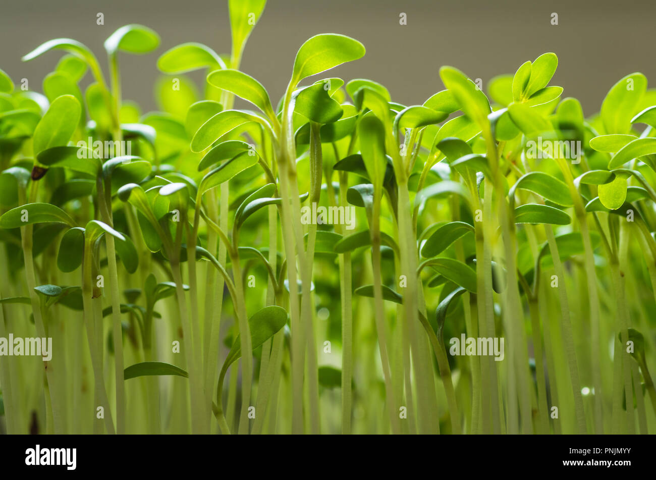 Crescione di giardino immagini e fotografie stock ad alta risoluzione ...