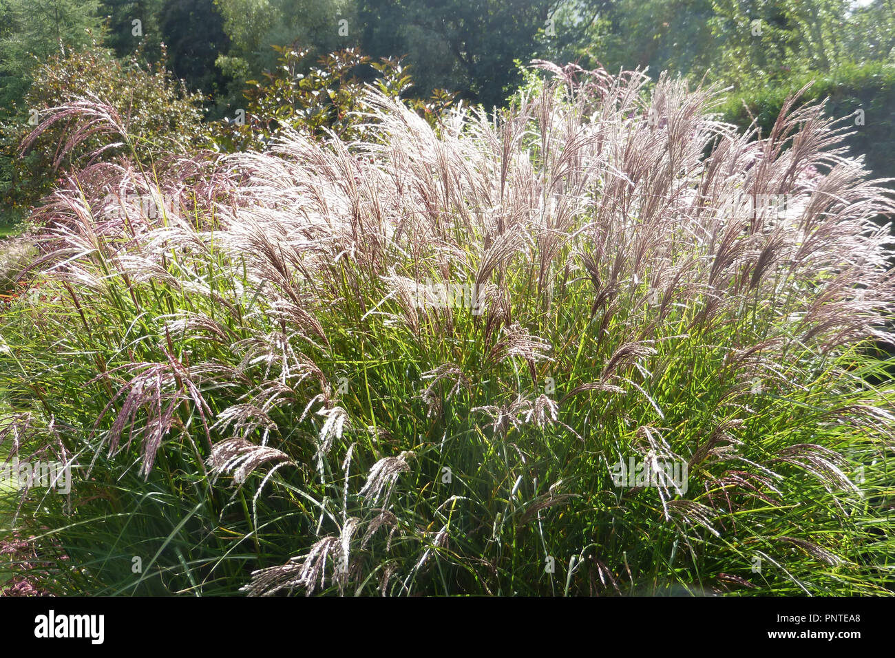 Miscanthus sinensis nuvola rossa immagini e fotografie stock ad alta risoluzione - Alamy