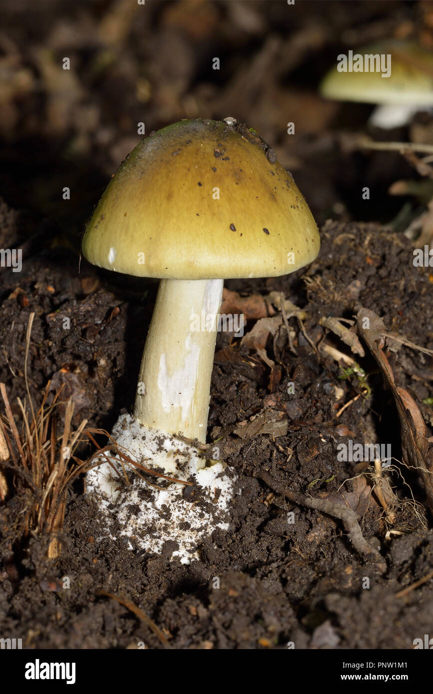 Amanita phalloides immagini e fotografie stock ad alta risoluzione - Alamy