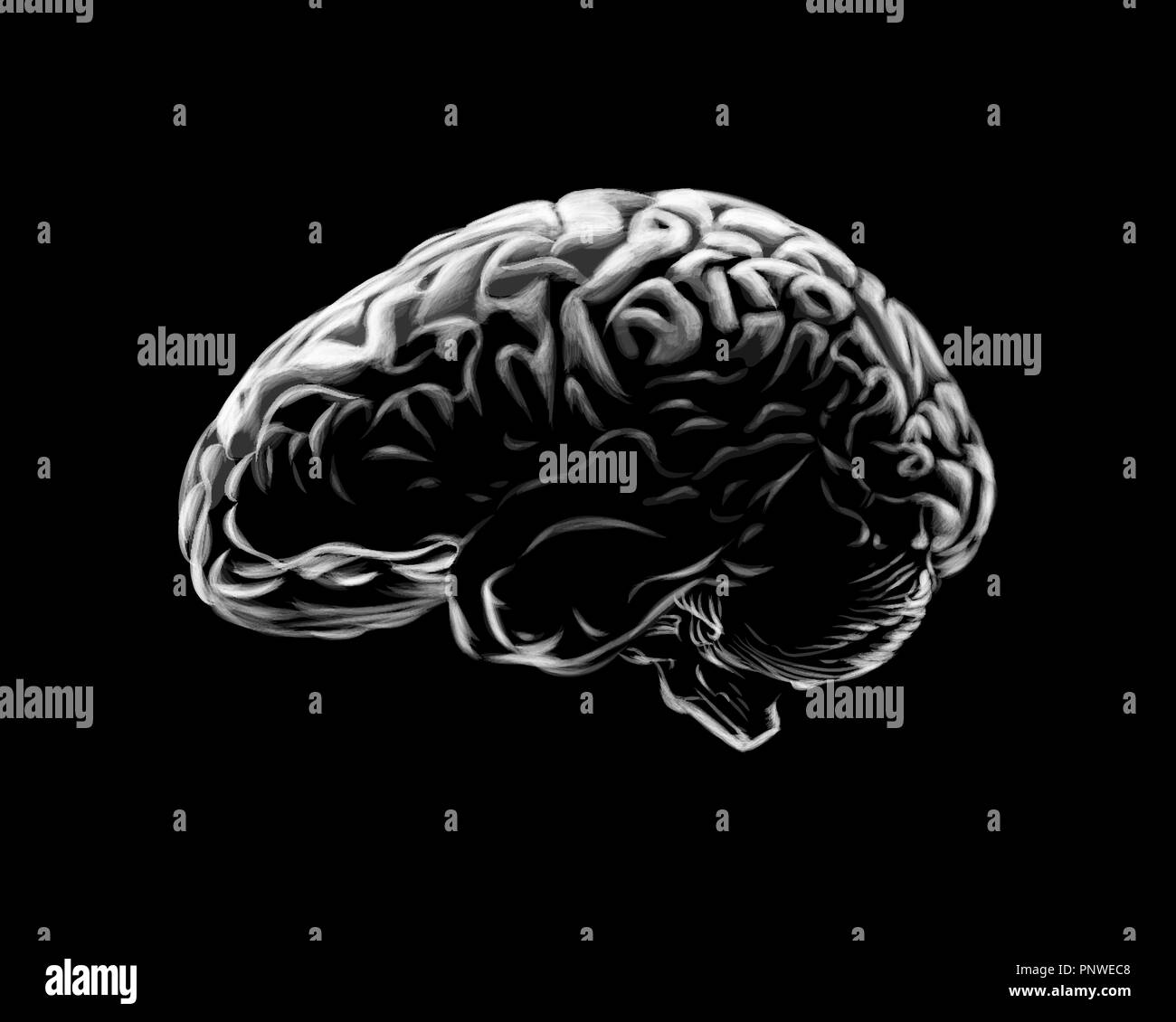 Anatomia del cervello Foto e Immagini Stock in Bianco e Nero - Alamy