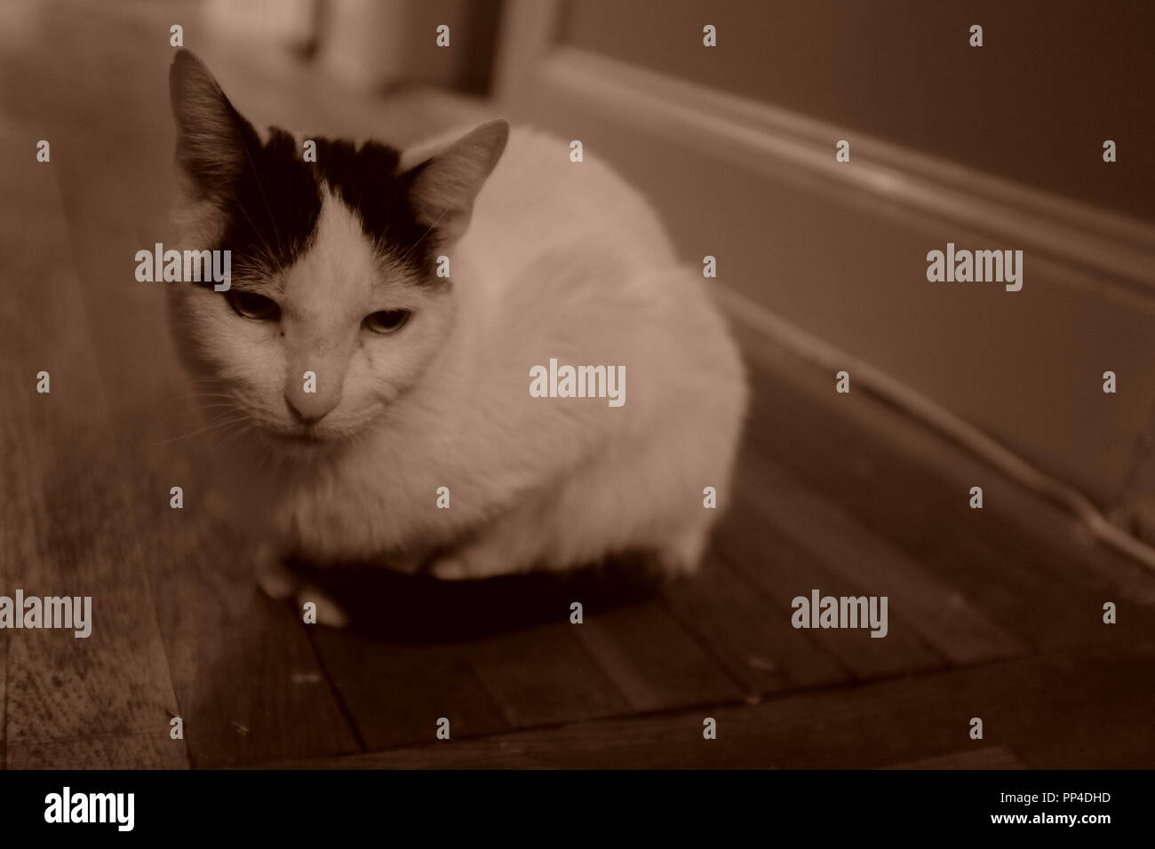 Cat loaf immagini e fotografie stock ad alta risoluzione - Alamy