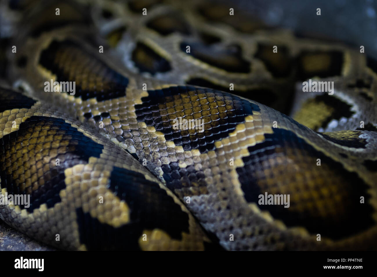 Indian python immagini e fotografie stock ad alta risoluzione - Alamy