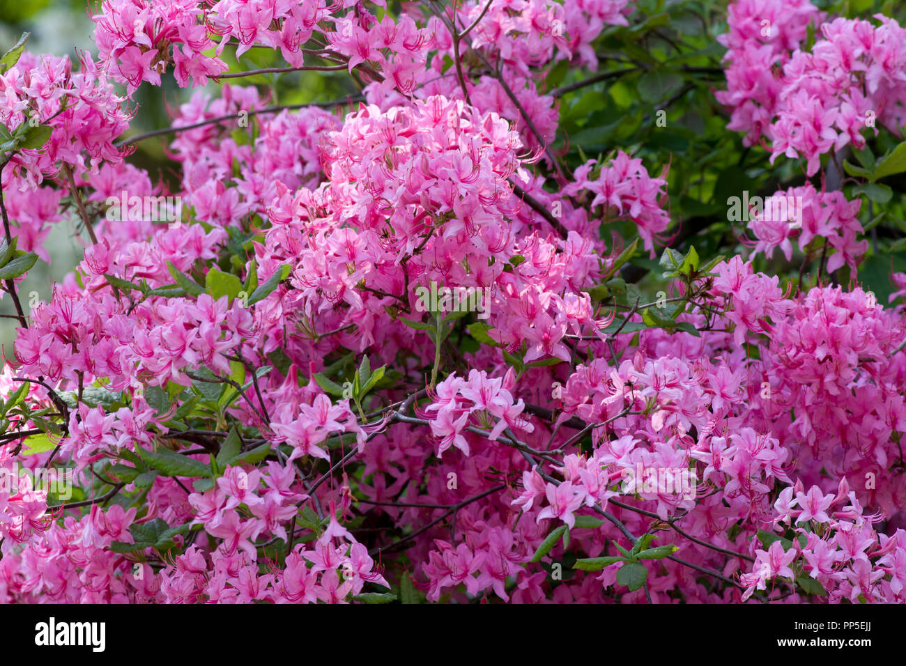 Roseshell azalea immagini e fotografie stock ad alta risoluzione - Alamy