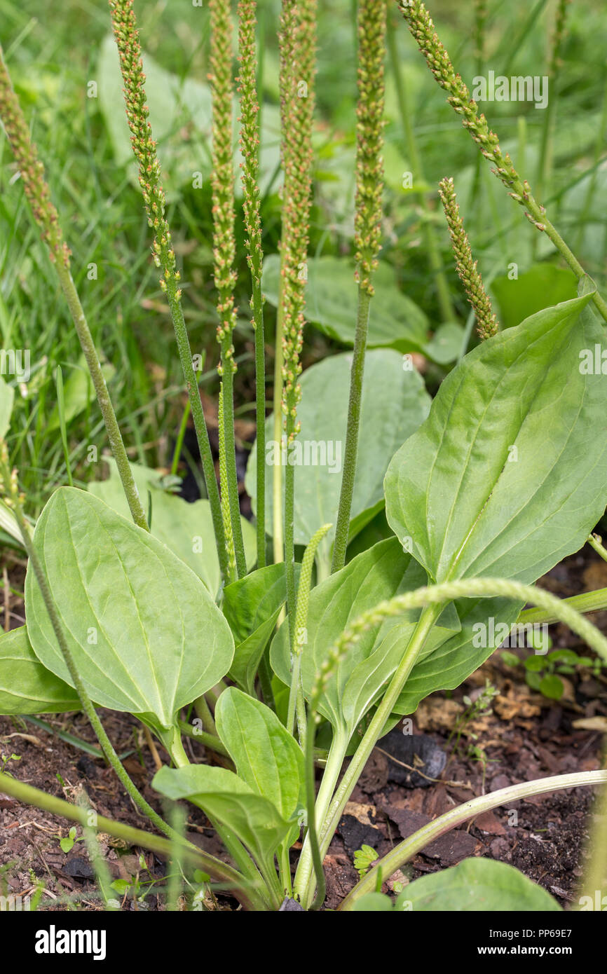 Common plantain plantago major immagini e fotografie stock ad alta ...