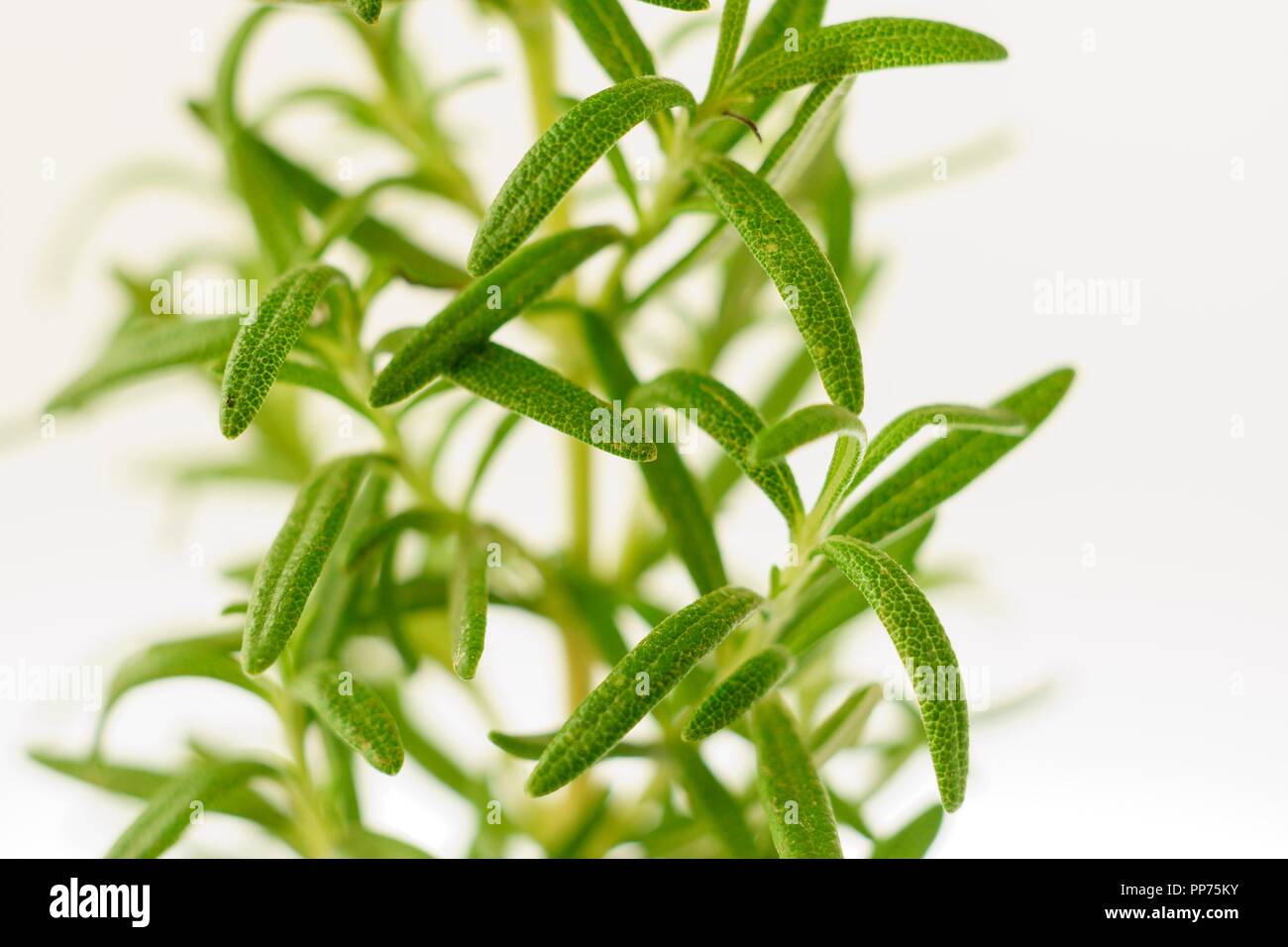 Tomillo (Thymus vulgaris) subarbusto de la familia de les labiadas y ...