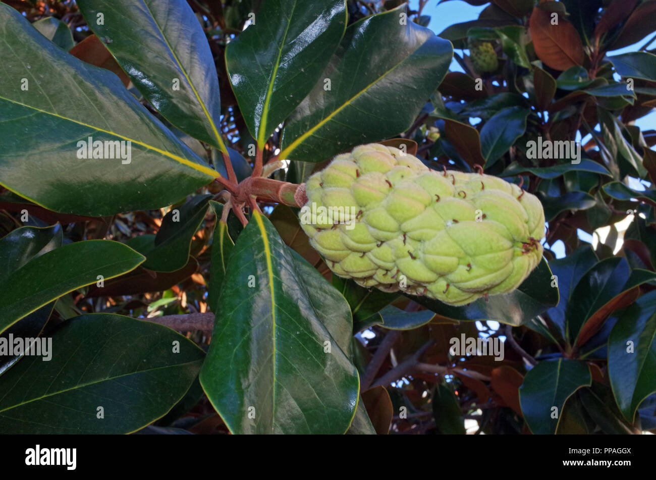 Frutto di una sempreverde magnolia magnolia grandiflora immagini e ...