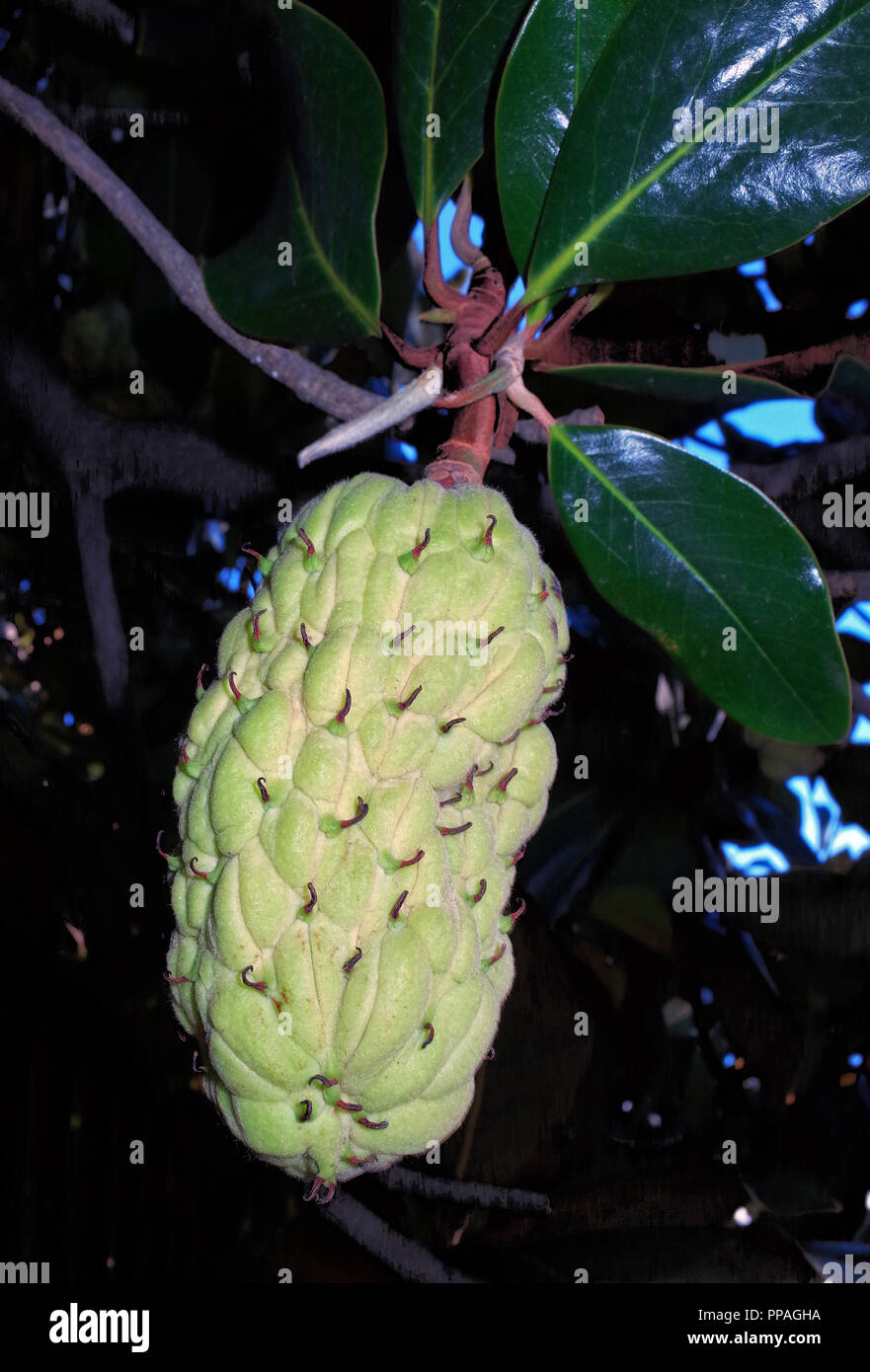 Frutto di una sempreverde magnolia magnolia grandiflora immagini e ...