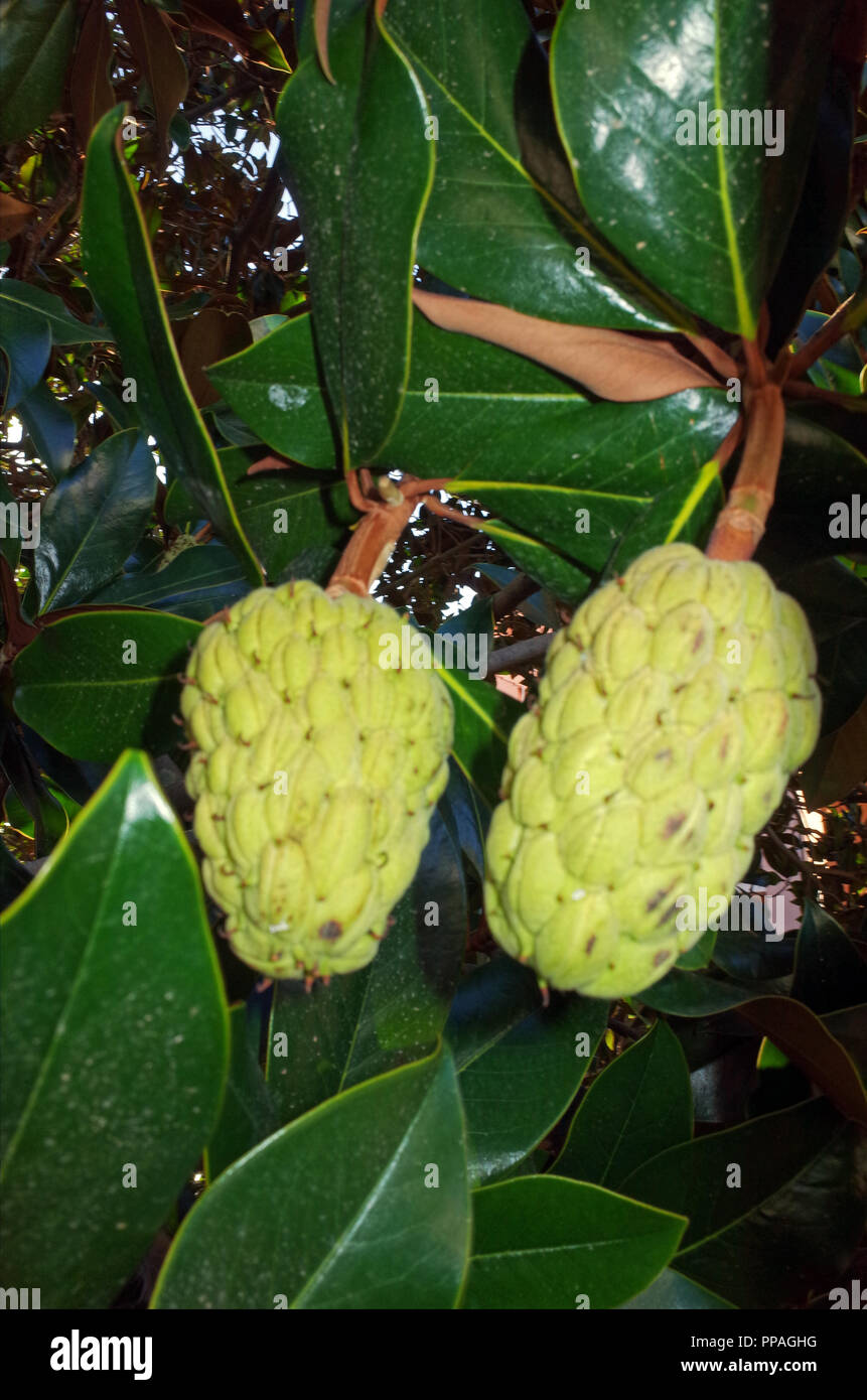 Frutto di una sempreverde magnolia magnolia grandiflora immagini e ...