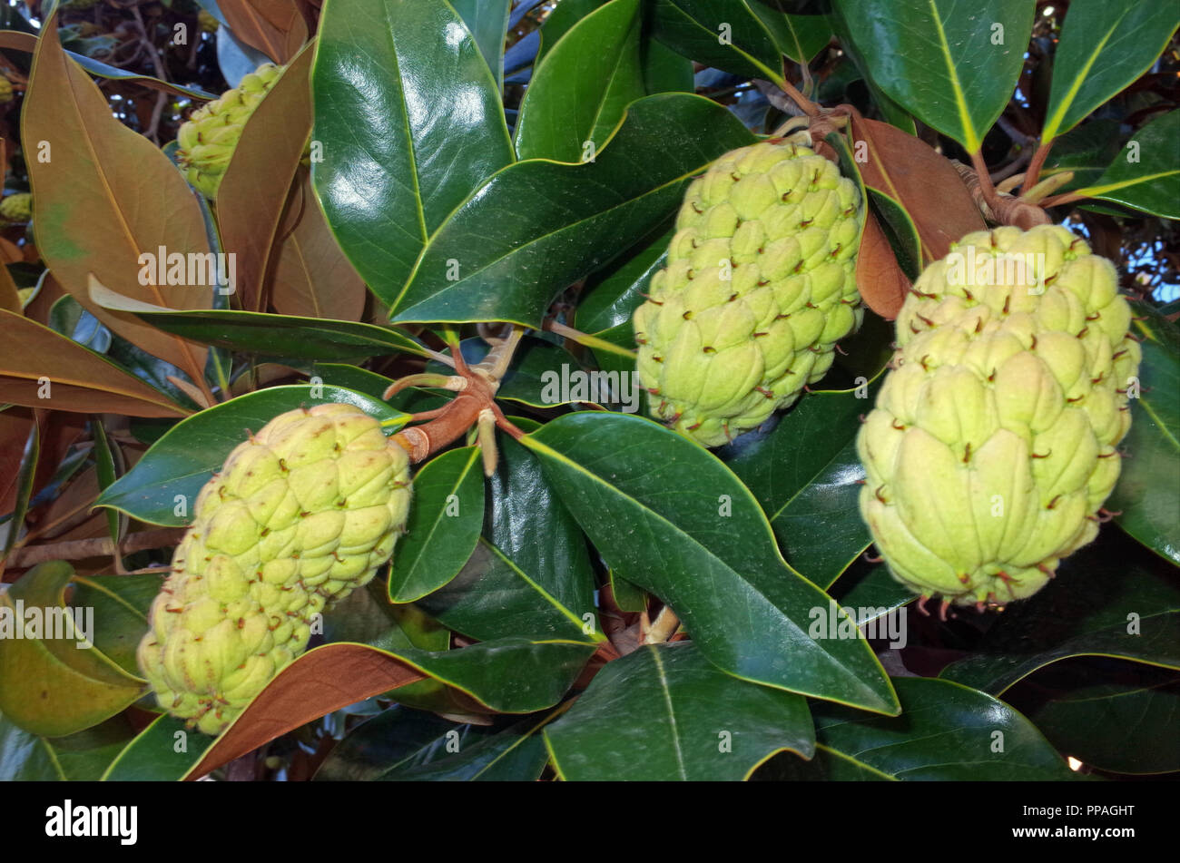 Frutto di una sempreverde magnolia magnolia grandiflora immagini e ...