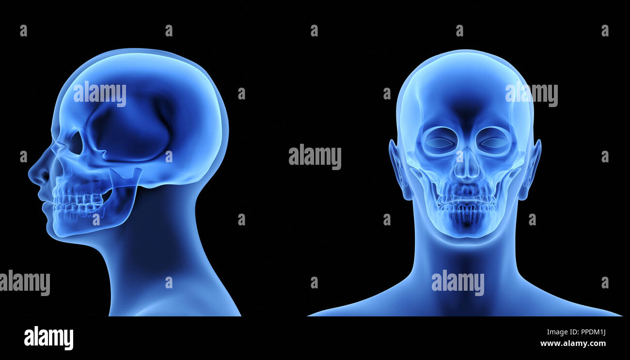 Anatomia del cranio umano immagini e fotografie stock ad alta ...