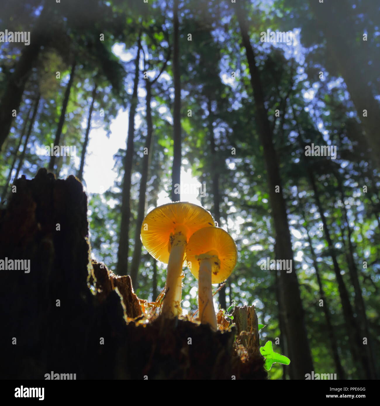 Fungo nel bosco immagini e fotografie stock ad alta risoluzione - Alamy