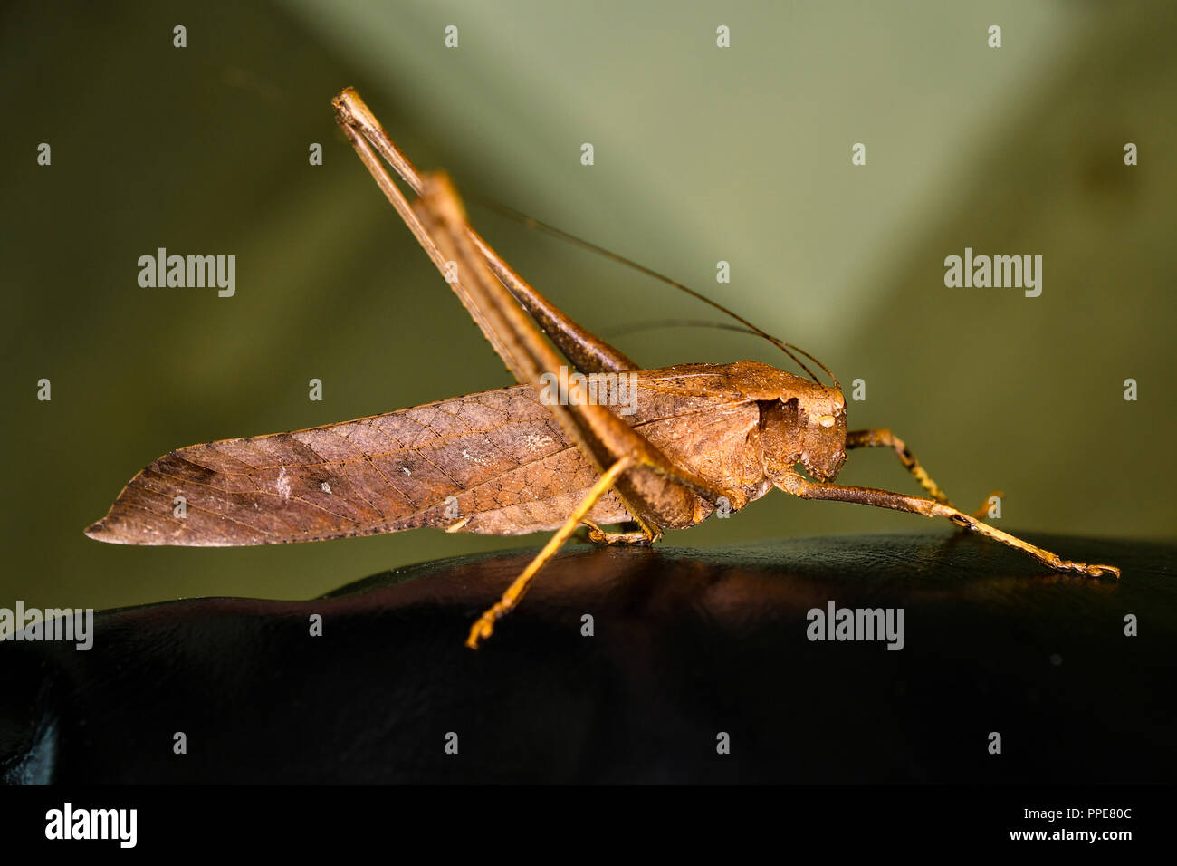 Locusta marrone immagini e fotografie stock ad alta risoluzione - Alamy