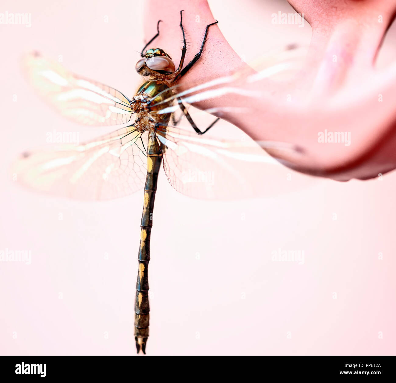 Arte libellula colorata immagini e fotografie stock ad alta risoluzione ...