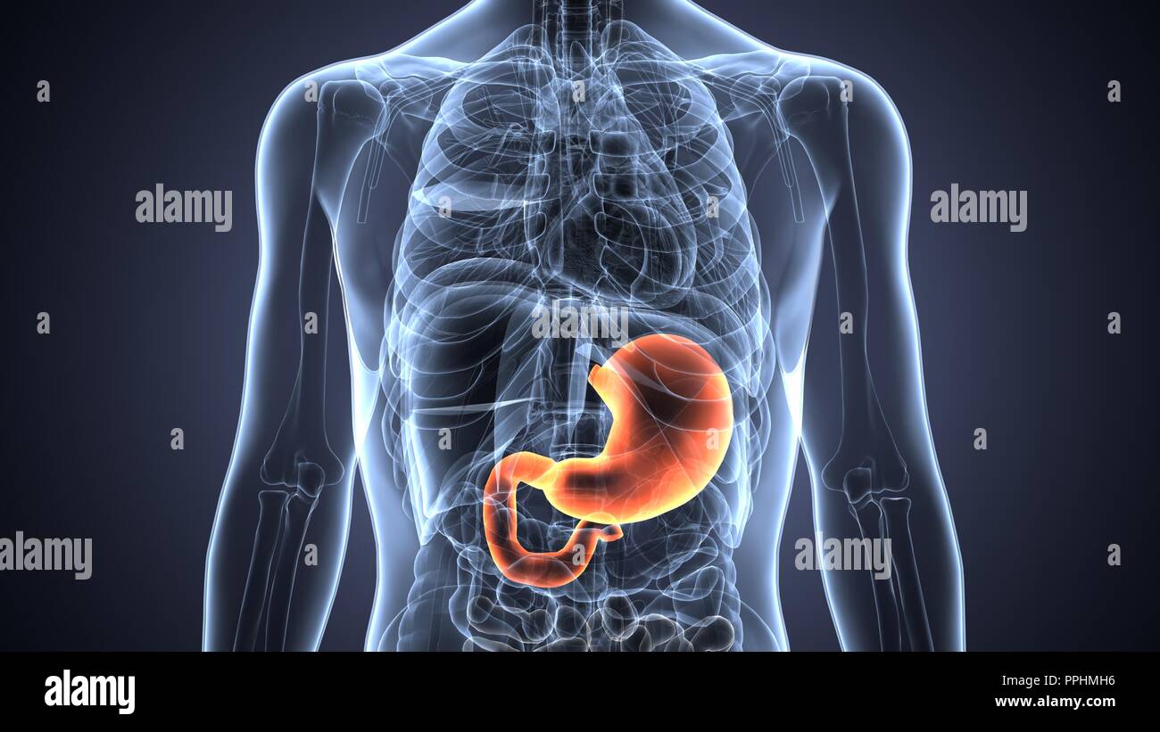 Anatomia dello stomaco immagini e fotografie stock ad alta risoluzione ...