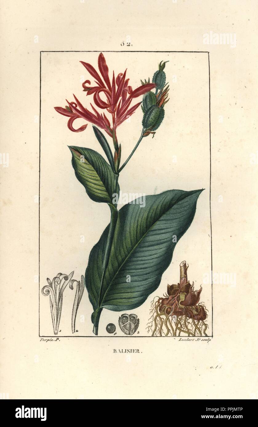 Indiano cane, canna indica. Imbianchini Handcolored incisione su rame ...