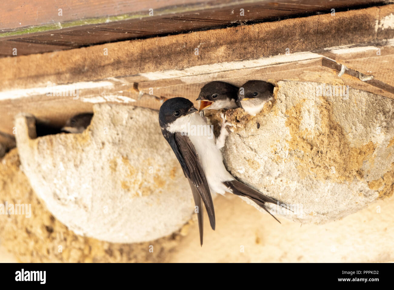 Rondini uccelli nido di animali immagini e fotografie stock ad alta ...