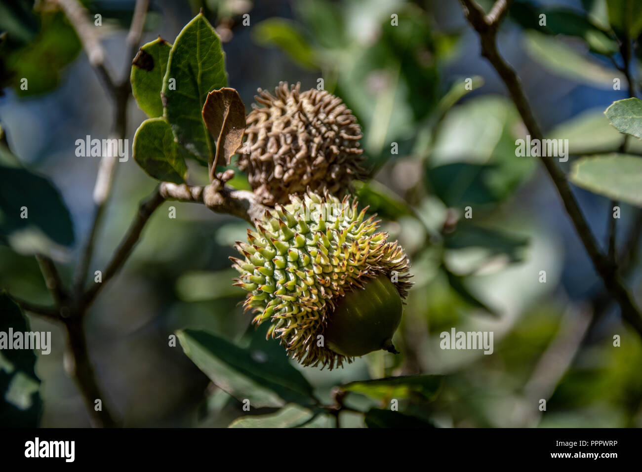 Kermes Oak Quercus Coccifera Immagini e Fotos Stock - Alamy