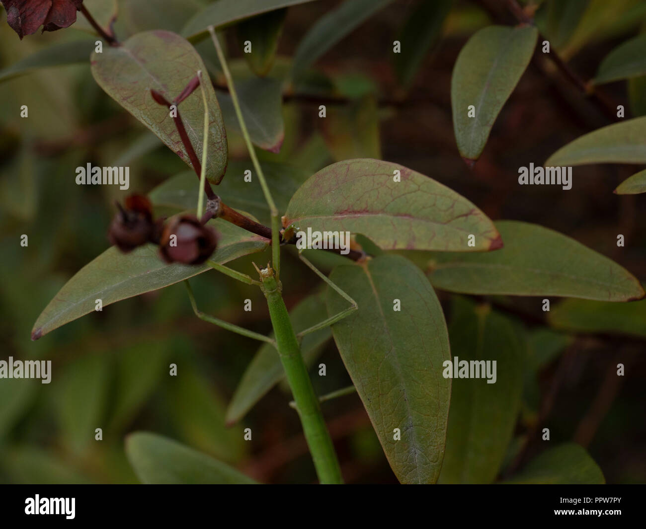 Phasmoptera phasmes phyllies immagini e fotografie stock ad alta risoluzione - Alamy