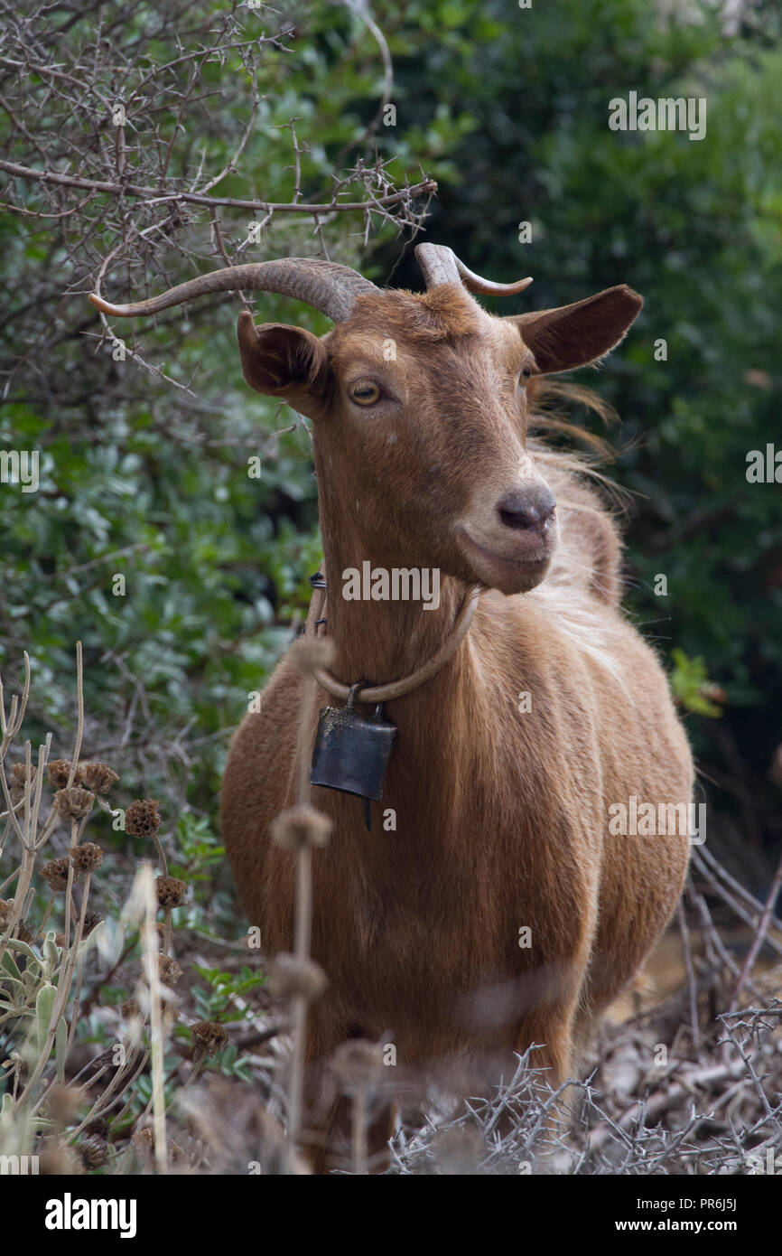 Capra primitiva immagini e fotografie stock ad alta risoluzione - Alamy