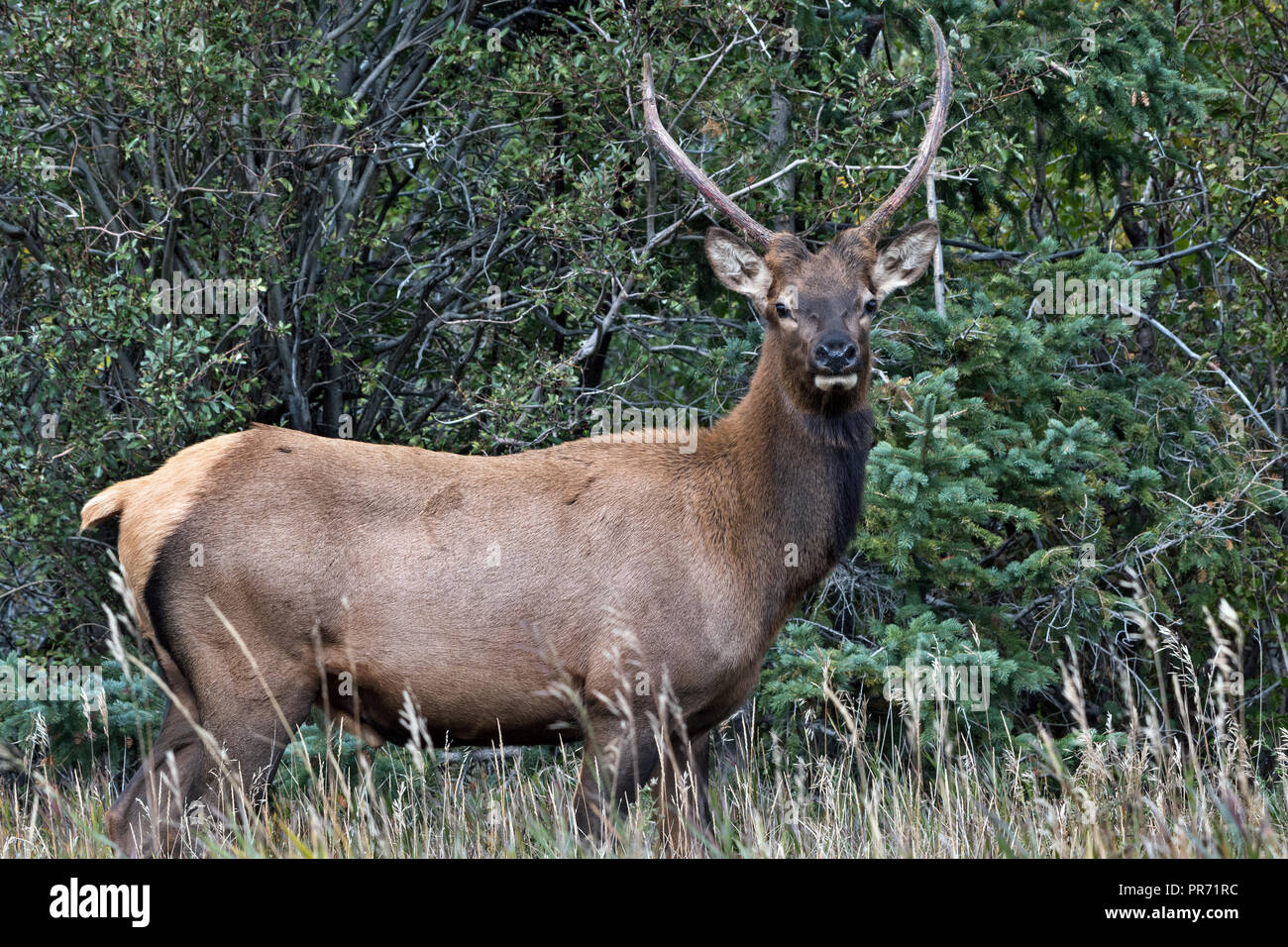 Cervus elaphus canadensis immagini e fotografie stock ad alta ...
