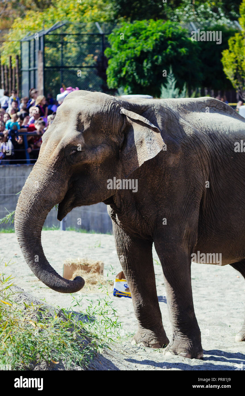 Zoo di skopje immagini e fotografie stock ad alta risoluzione - Alamy