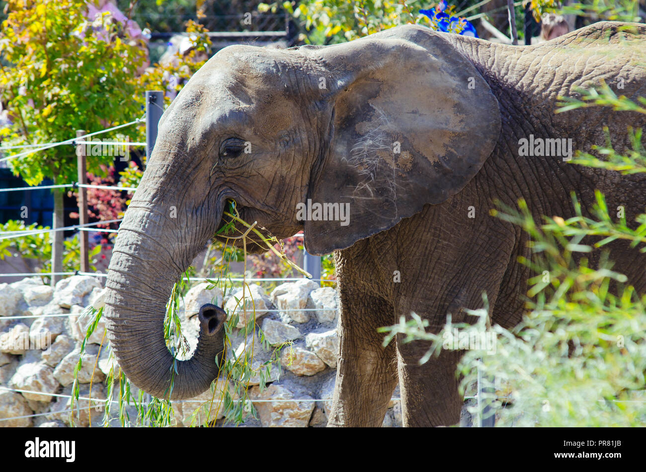 Zoo di skopje immagini e fotografie stock ad alta risoluzione - Alamy