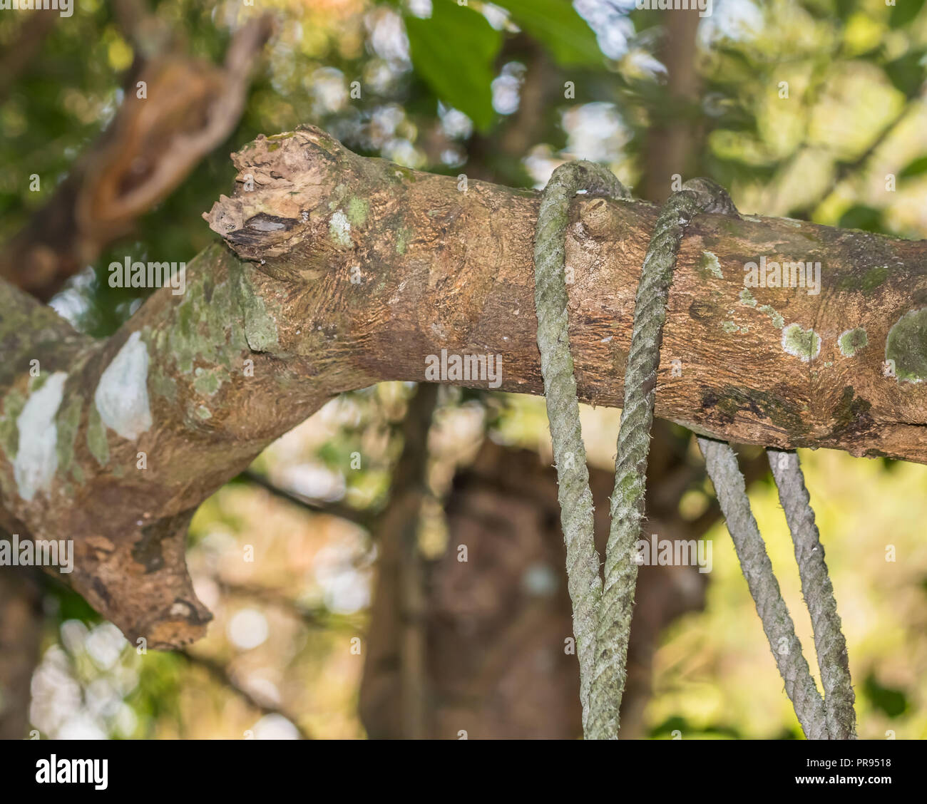 Legare il ramo di un albero immagini e fotografie stock ad alta ...