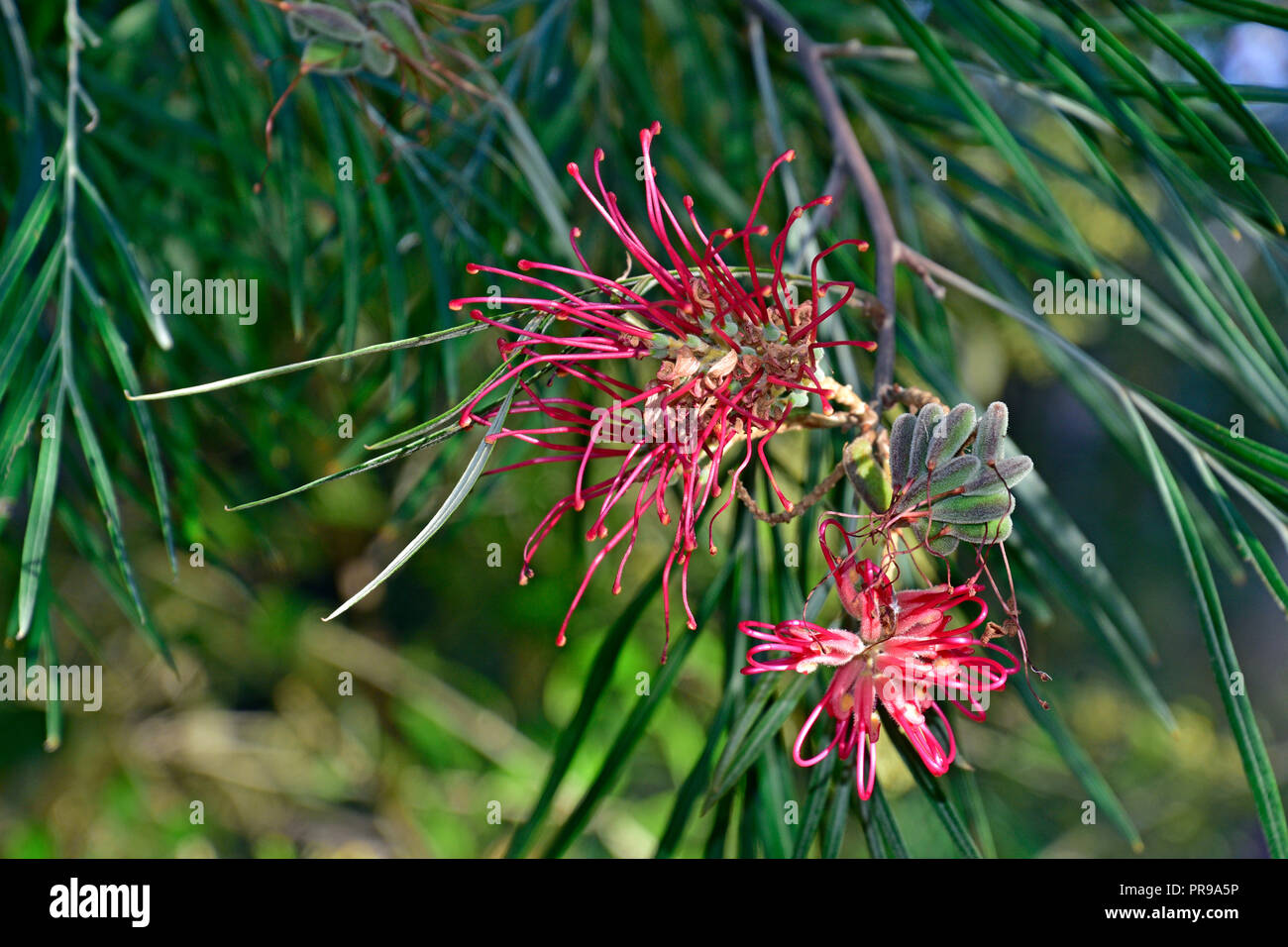 Australian trees immagini e fotografie stock ad alta risoluzione - Alamy