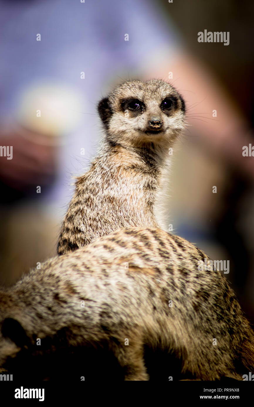 Sfondo di suricati immagini e fotografie stock ad alta risoluzione - Alamy
