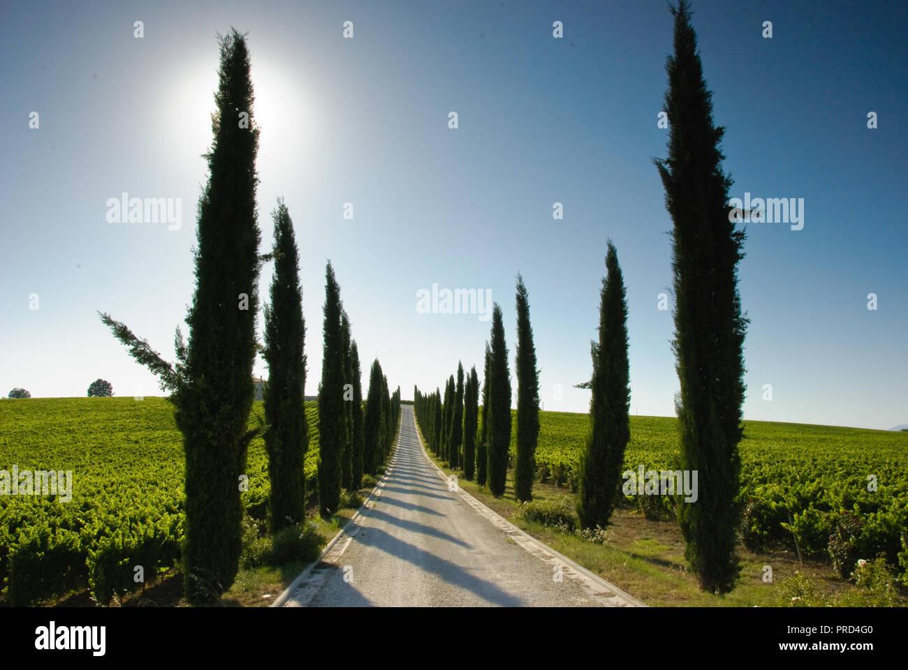Strada con cipressi e una casa colonica immagini e fotografie stock ad ...