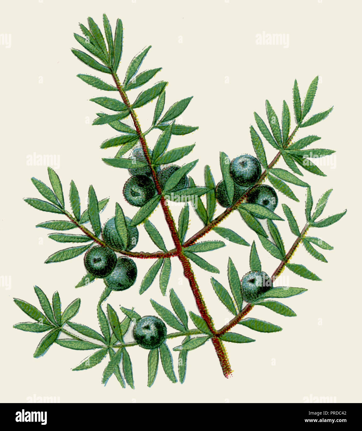 Juniperus communis illustrazione botanica immagini e fotografie stock ...