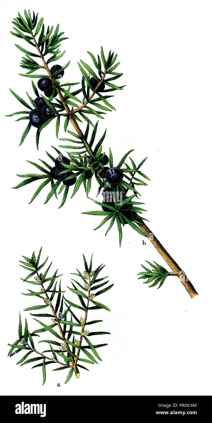 Juniperus communis illustrazione botanica immagini e fotografie stock ...