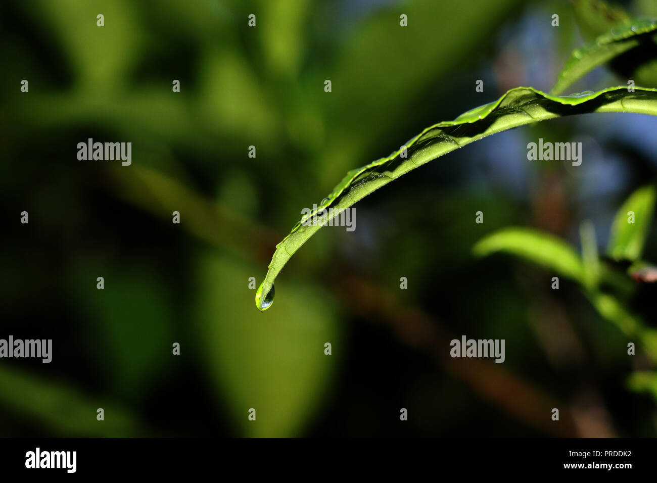 Goccia di rugiada immagini e fotografie stock ad alta risoluzione - Alamy