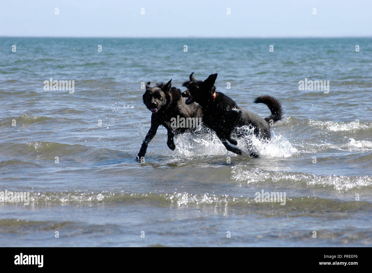 Cani in riva al mare immagini e fotografie stock ad alta risoluzione ...