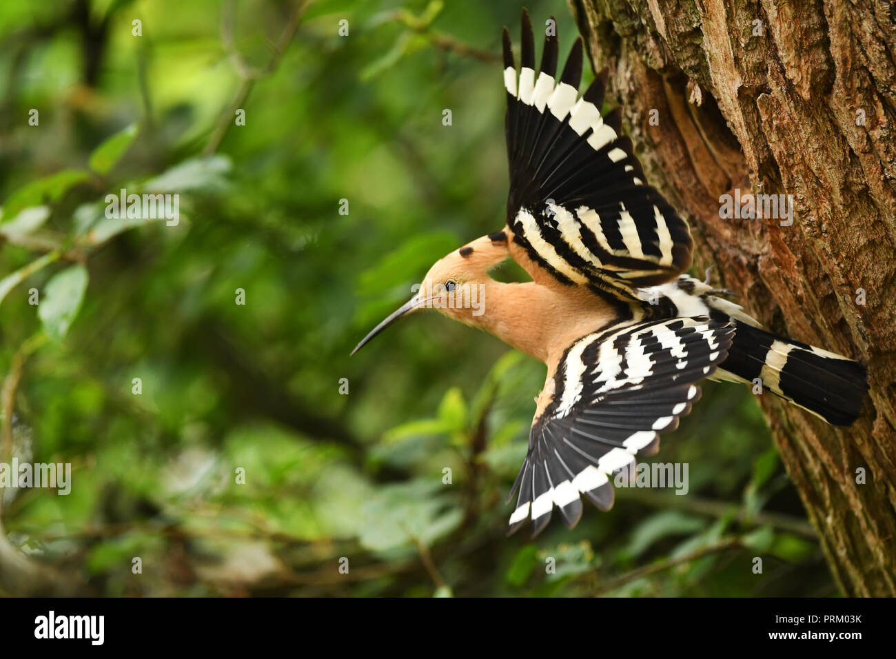 Upupa upupa epops maschio accoppiamento immagini e fotografie stock ad ...