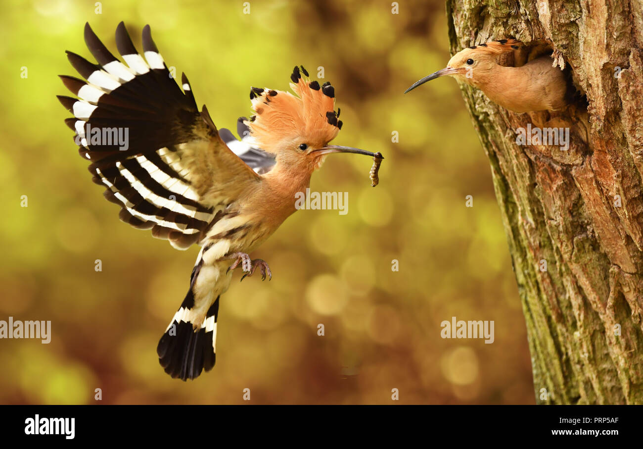 Upupa upupa epops maschio accoppiamento immagini e fotografie stock ad ...