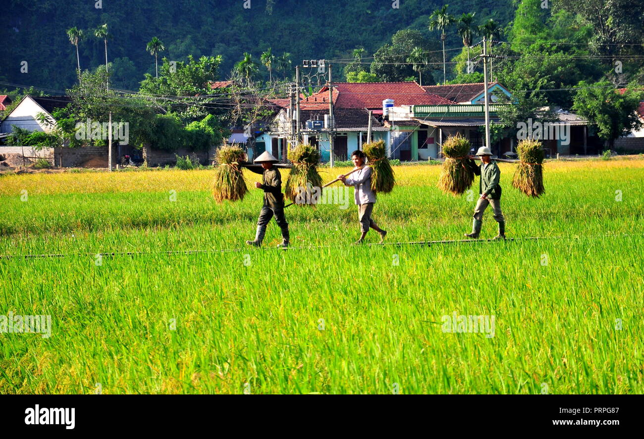 Riso culturale immagini e fotografie stock ad alta risoluzione - Alamy