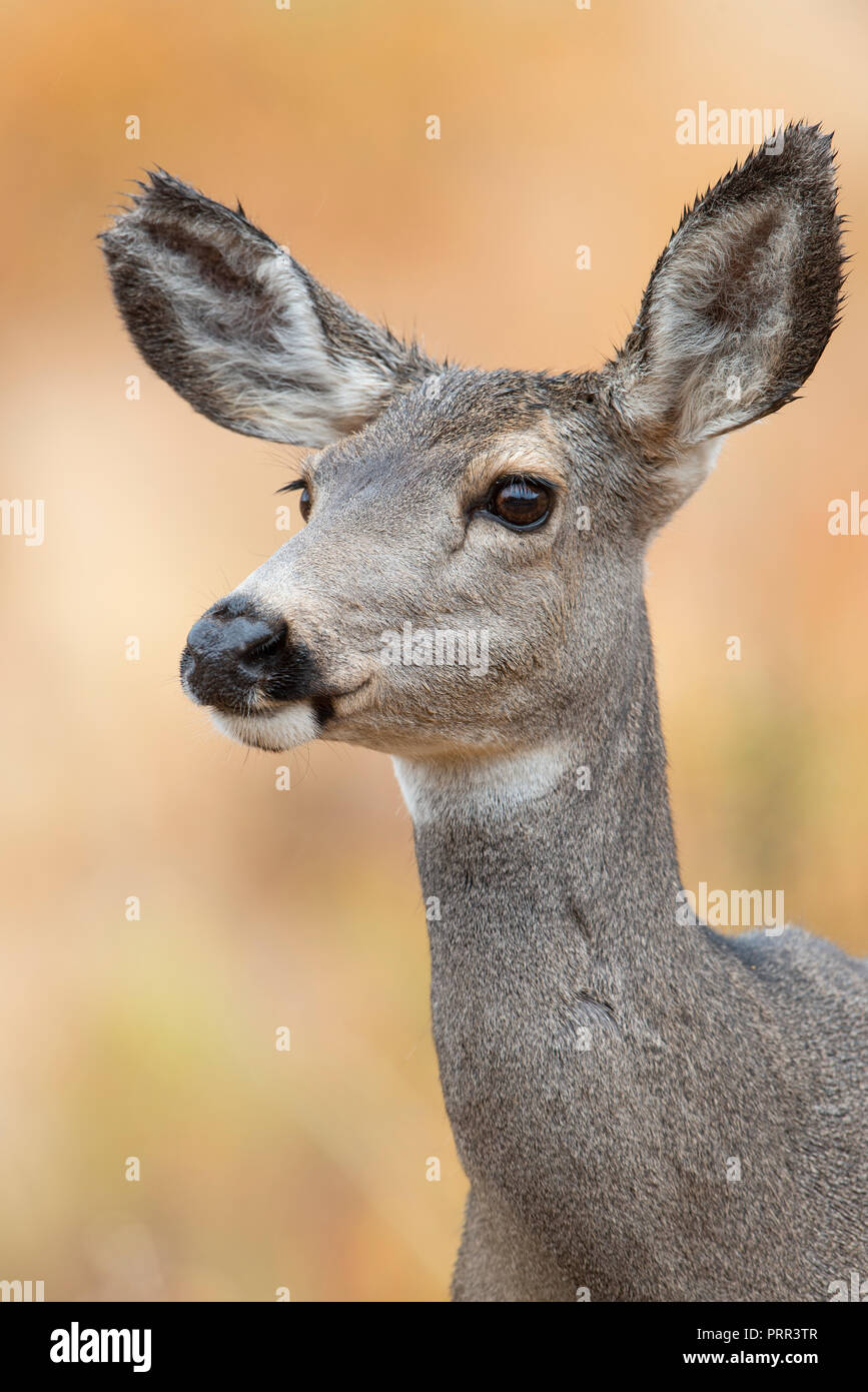Cervo mulo femmina odocoileus hemionus immagini e fotografie stock ad ...