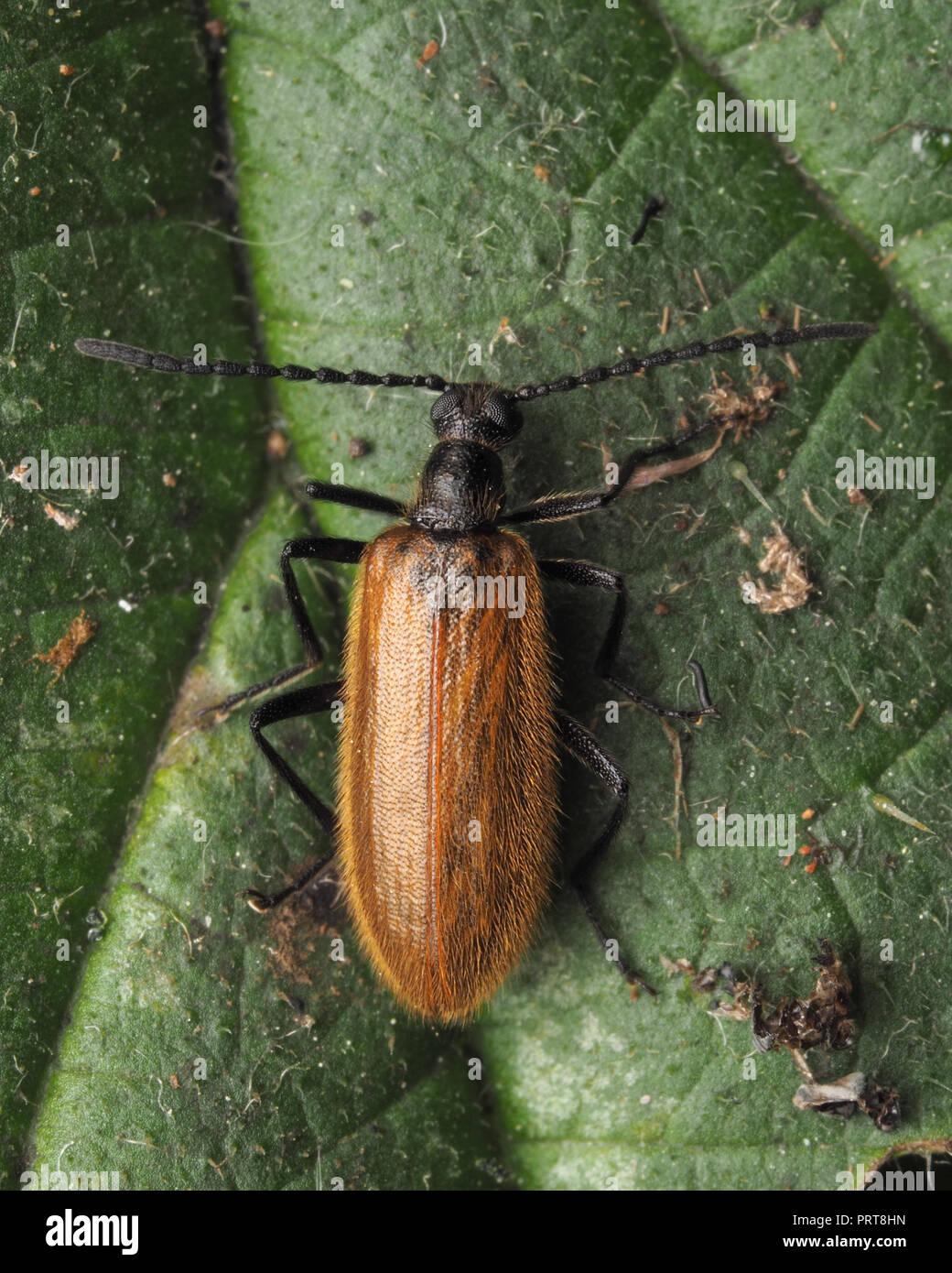 Lagria hirta lagria hirta immagini e fotografie stock ad alta ...