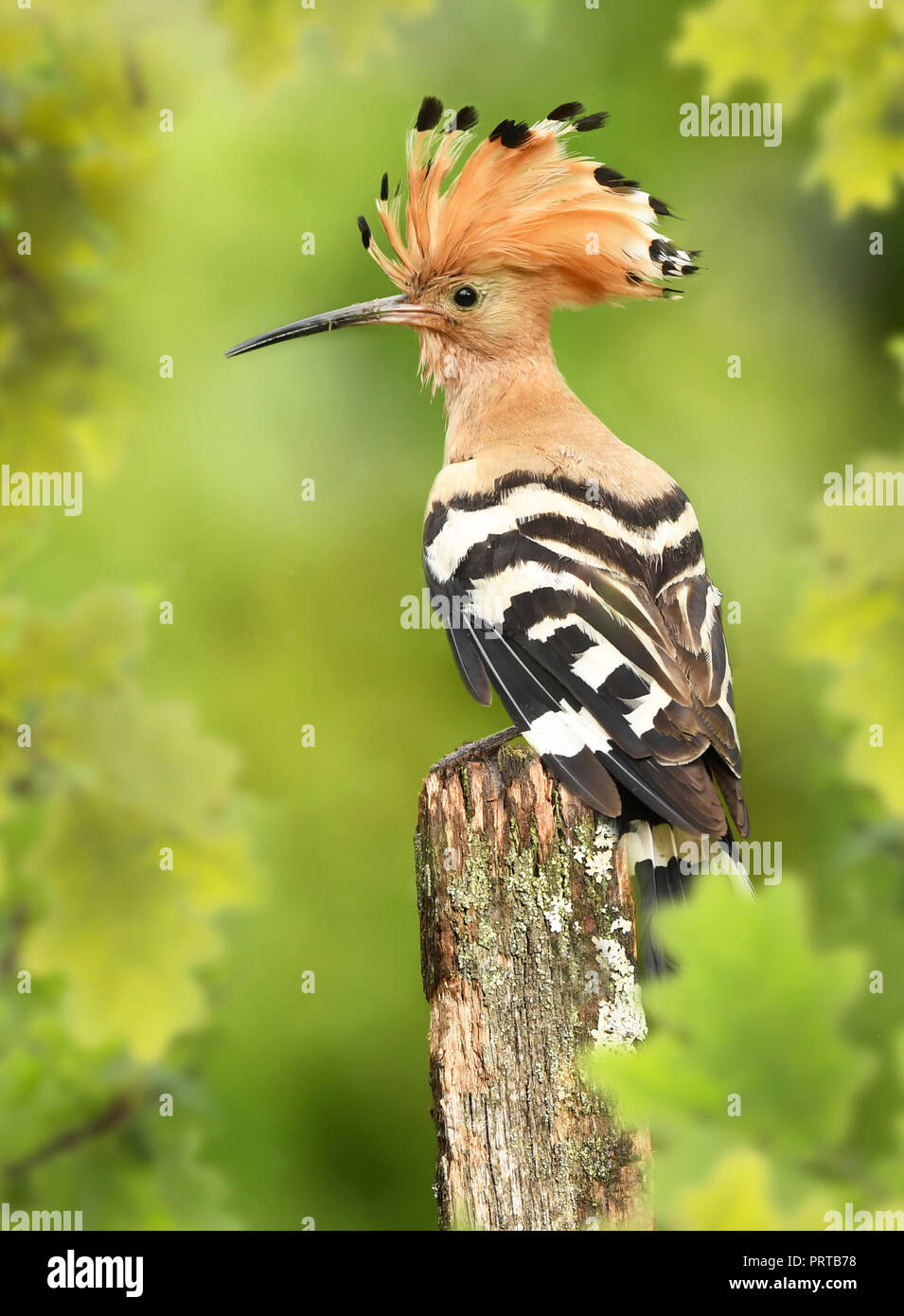 Eurasian Upupa o comuni o Upupa (Upupa epops Foto stock - Alamy