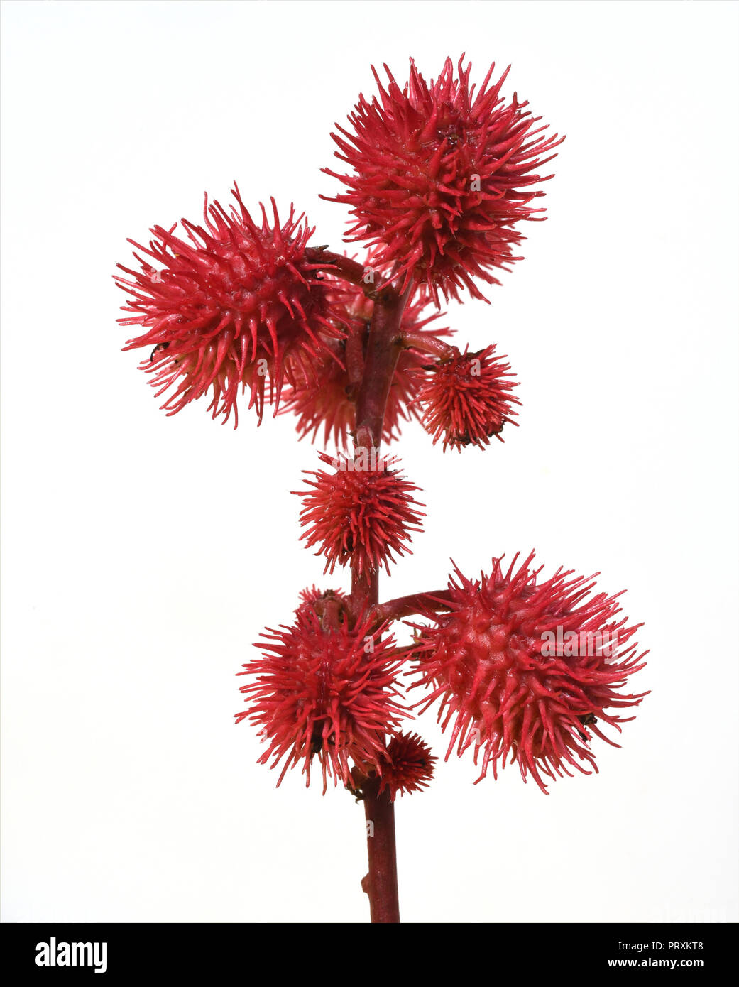 Rizinus ricinus communis immagini e fotografie stock ad alta ...