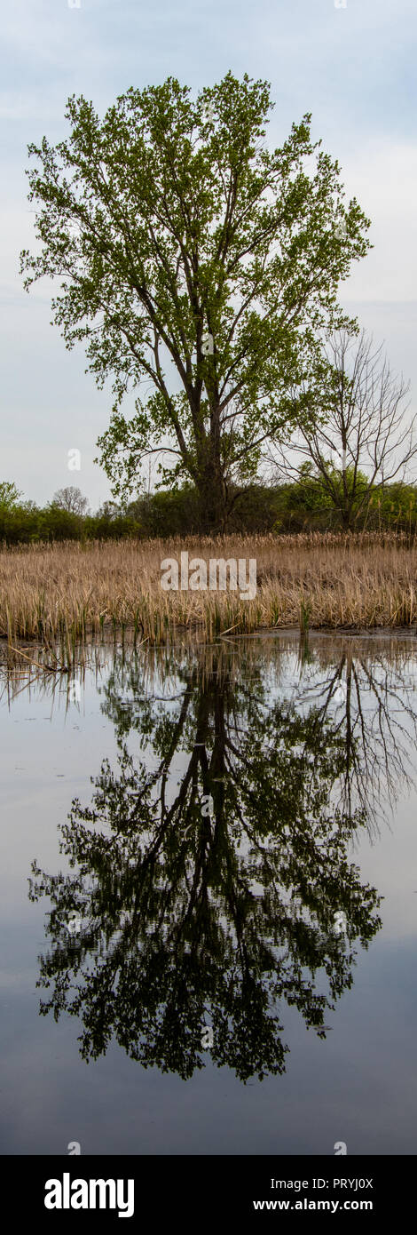 Albero riflesso nell'acqua ferma immagini e fotografie stock ad alta ...