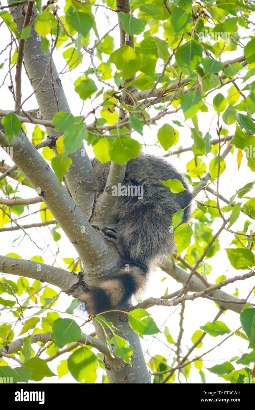Procione racoon immagini e fotografie stock ad alta risoluzione - Alamy