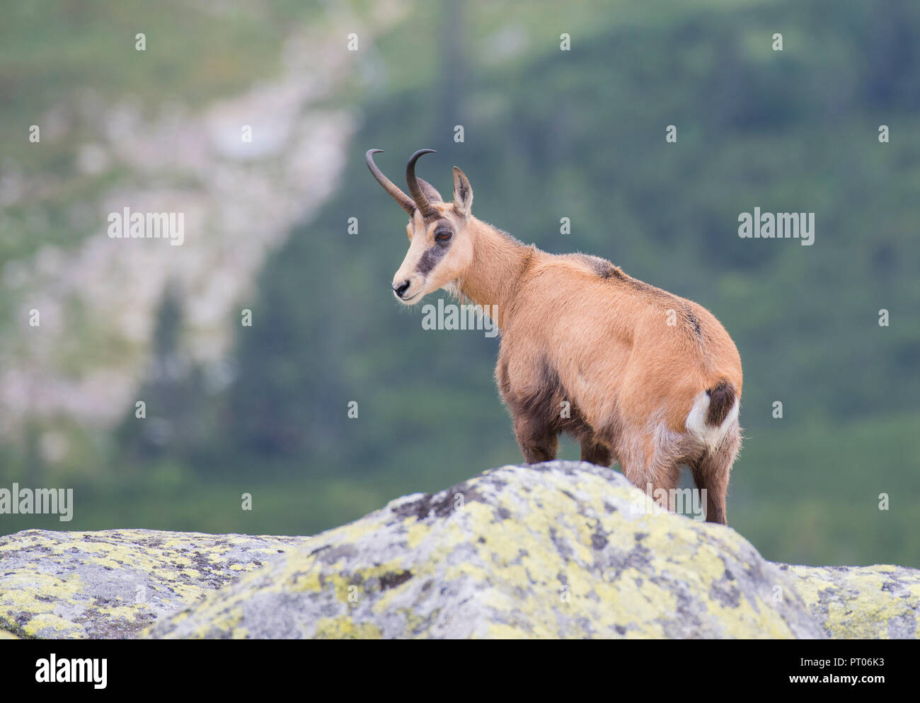 Fauna selvatica delle alpi immagini e fotografie stock ad alta ...