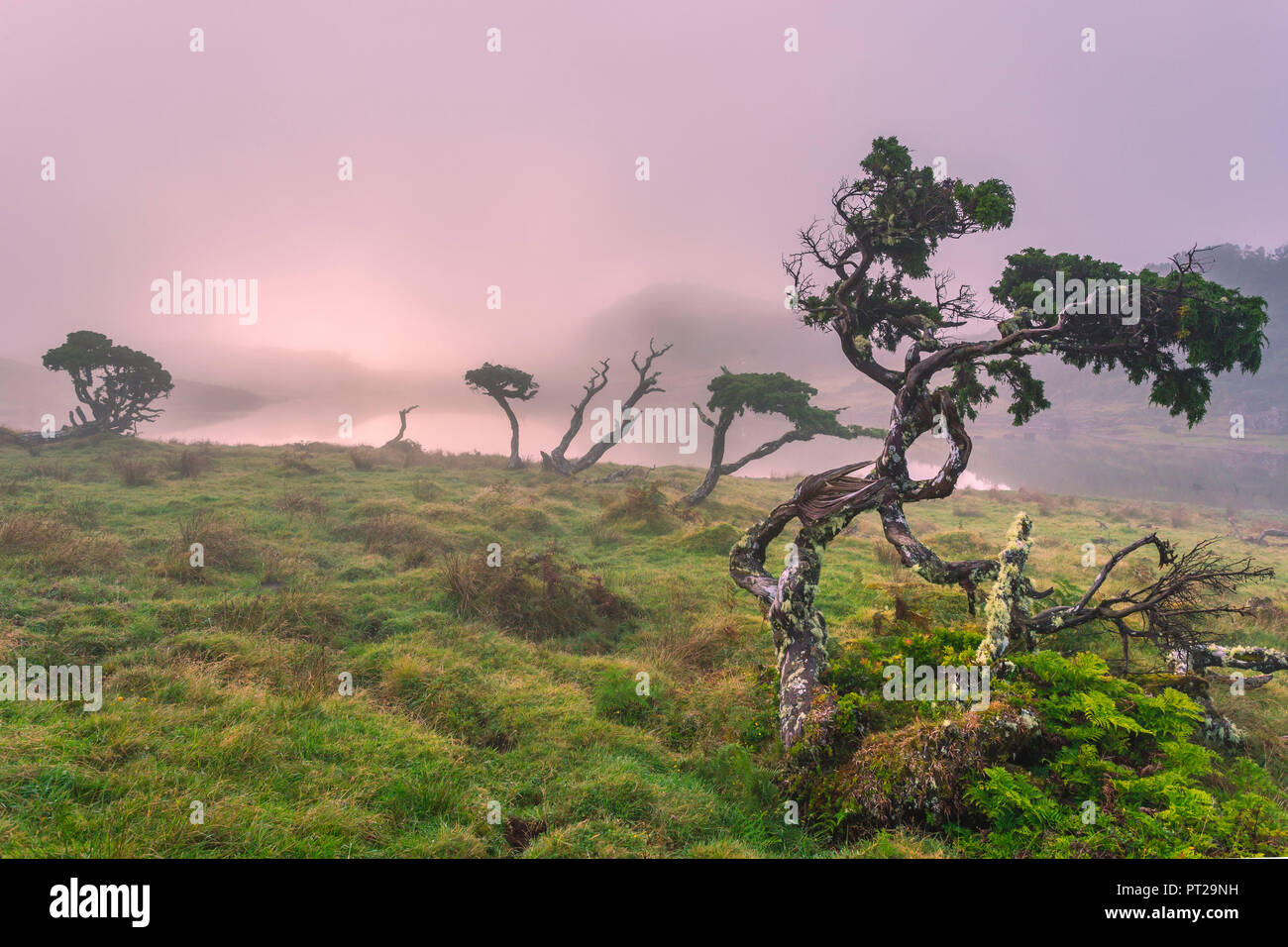 Pico do cedro immagini e fotografie stock ad alta risoluzione - Alamy