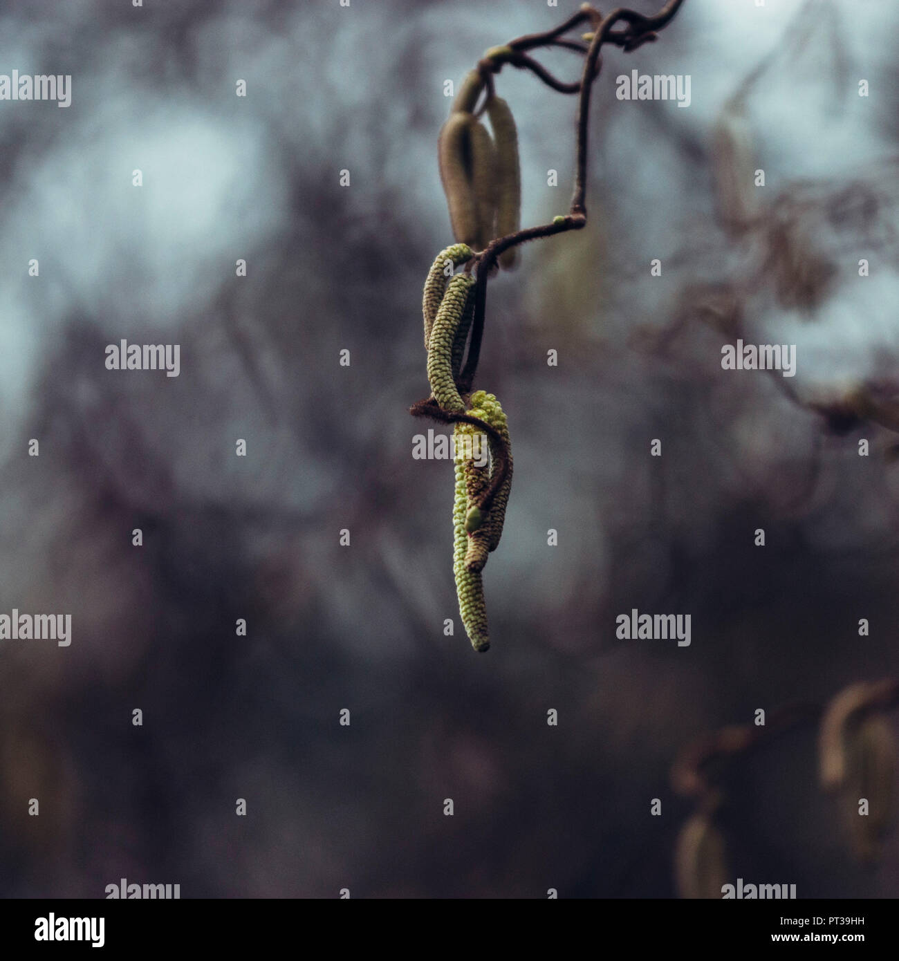 Polline di ontano in primavera immagini e fotografie stock ad alta ...